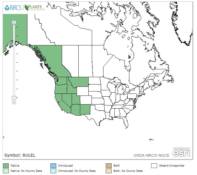 The Woodsman's Journal Online: Three Saw-toothed Leaves, Thorns...Not ...