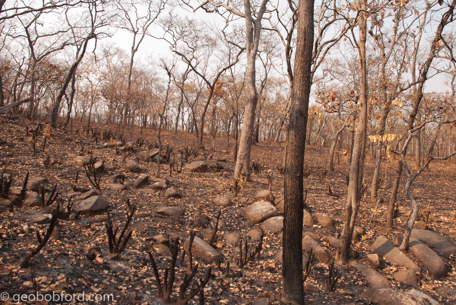 Robert (GeoBob) Ford's BLOG: Forest Biotopes in Kundelungu and Upemba
