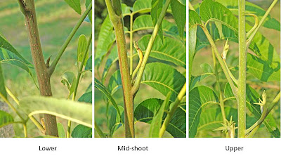 Northern Pecans: Summer training a bark graft