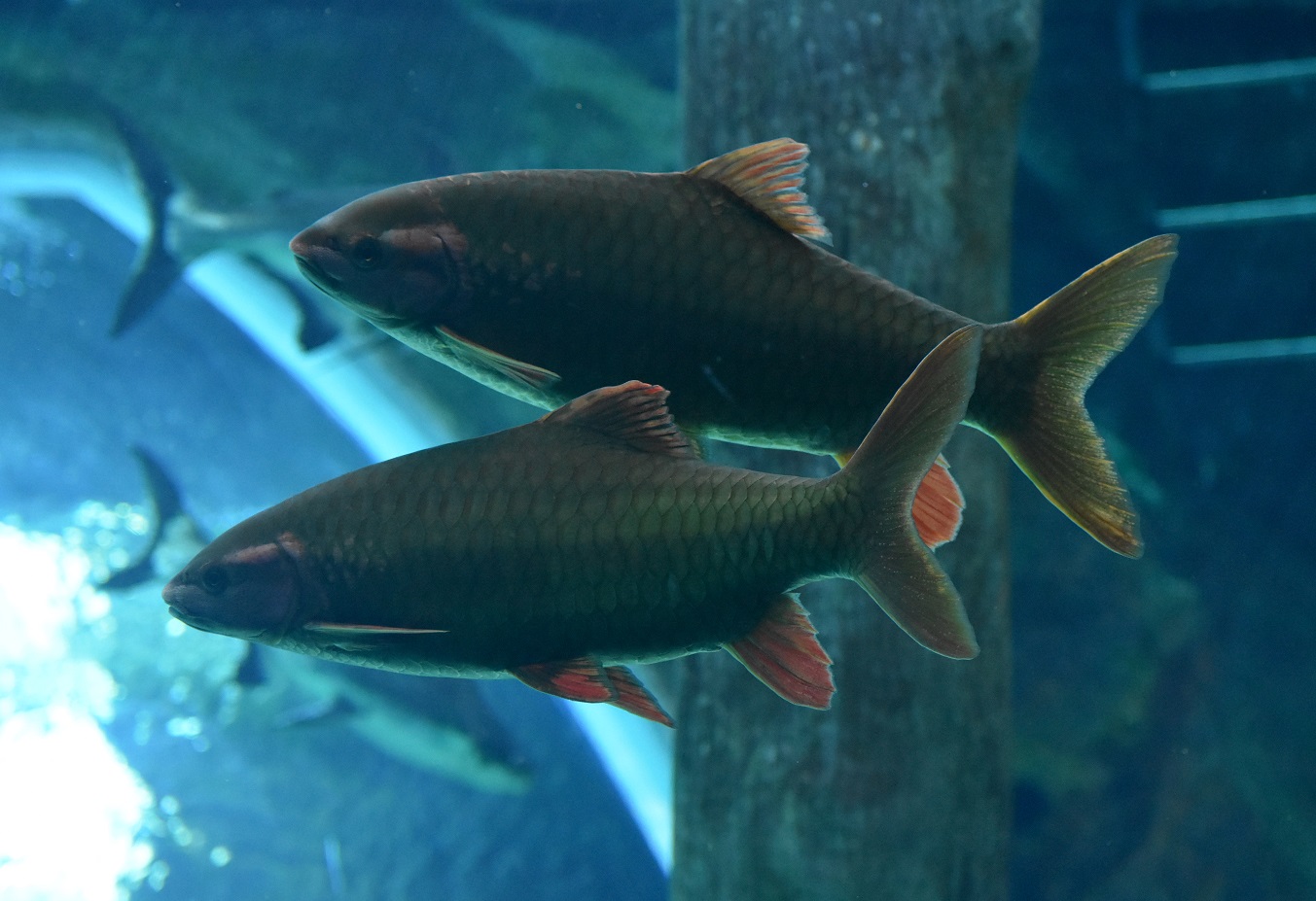 ZOOTOGRAFIANDO (6.100 ANIMALS): CARPA PHOENIX / CHINESE PHOENIX BARB ...