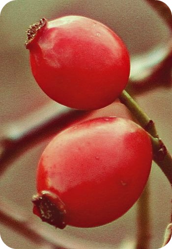 Cherrylane's Luutra |: Syltade nypon (på Allt om mat's vis)