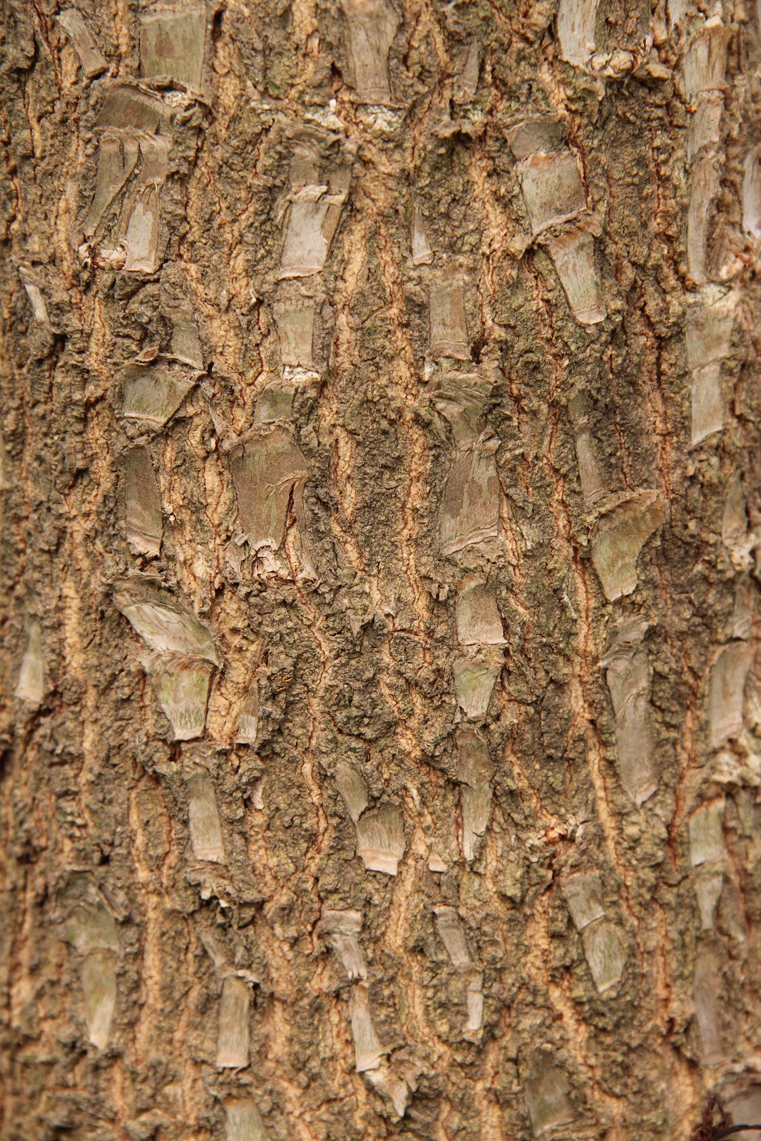 Ishbin's Free Textures 'n' Pictures: Tree Texture