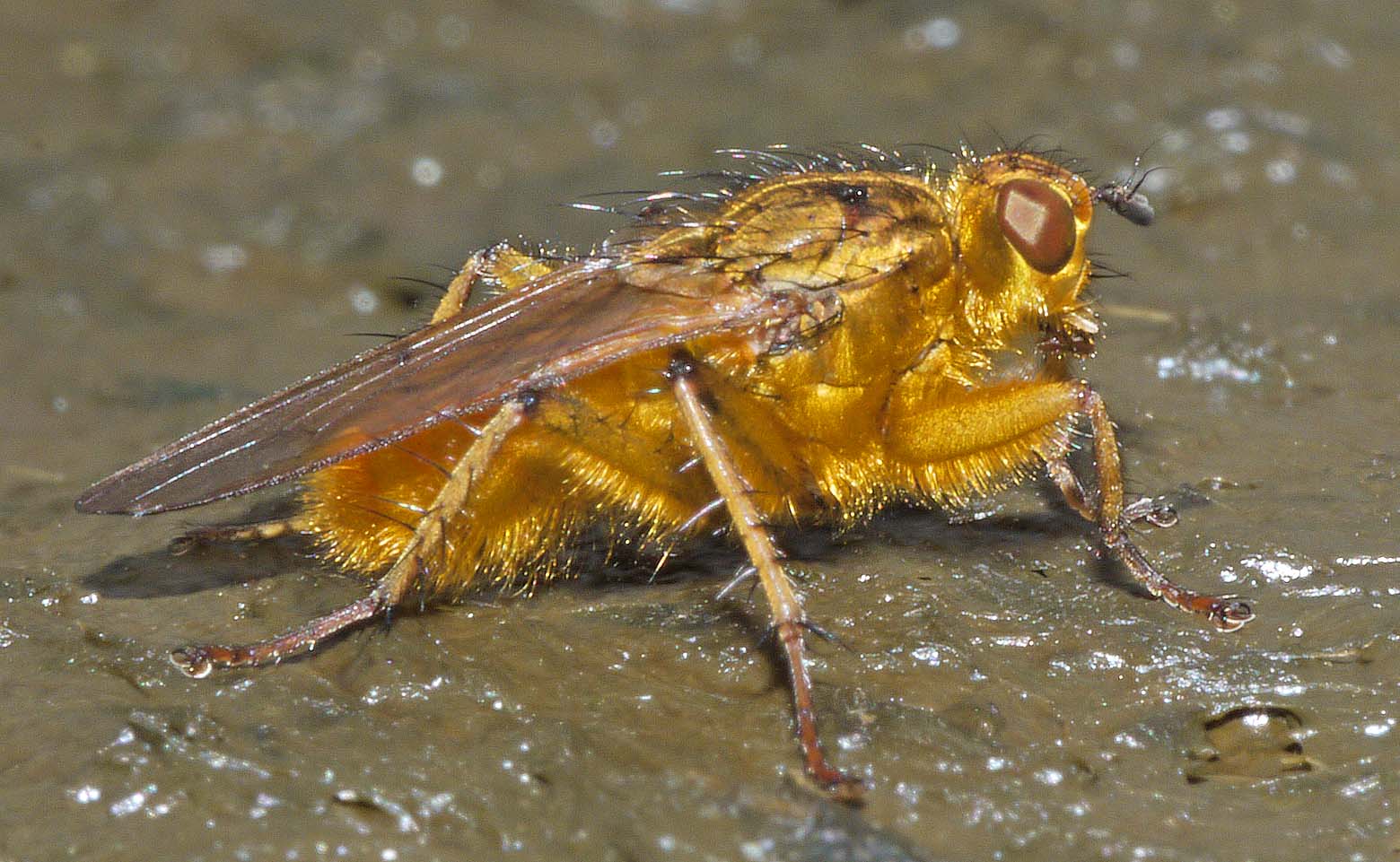CABINET OF CURIOSITIES: A Day in the Life of a Dung Fly