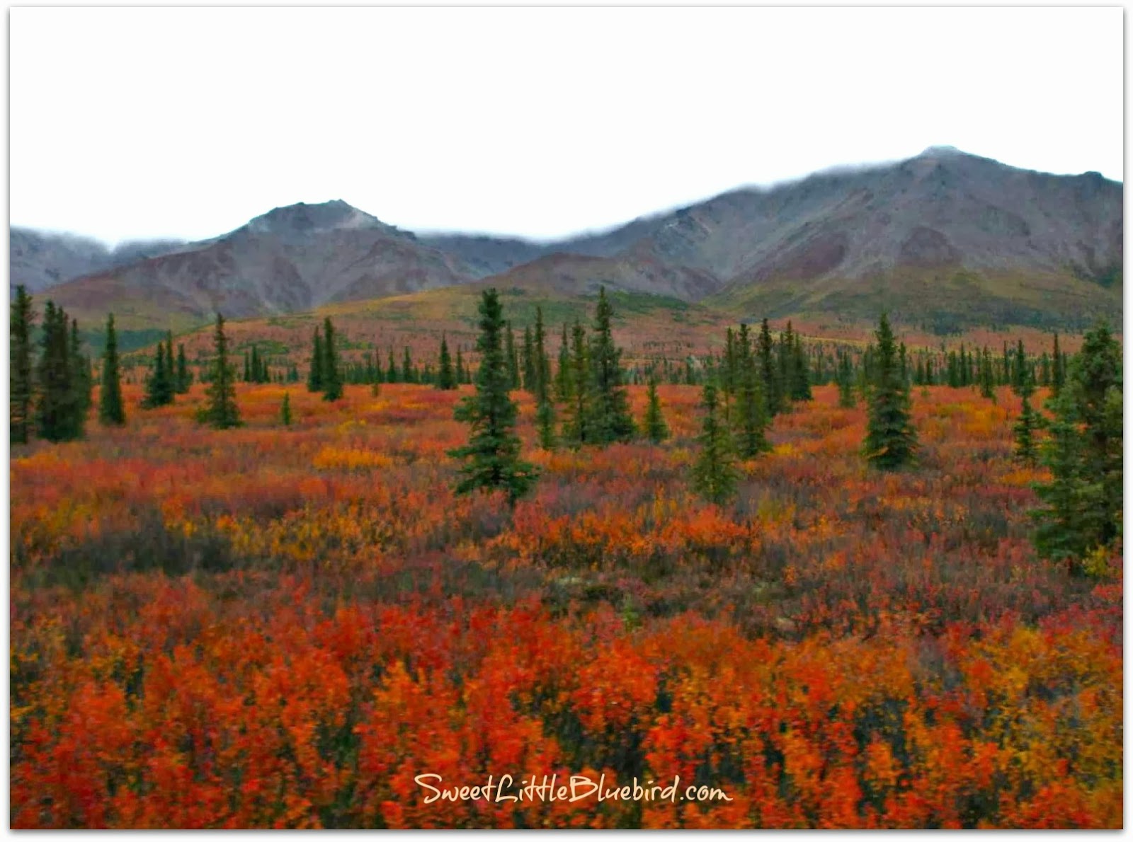 Denali in Full Autumn Splendor - Sweet Little Bluebird