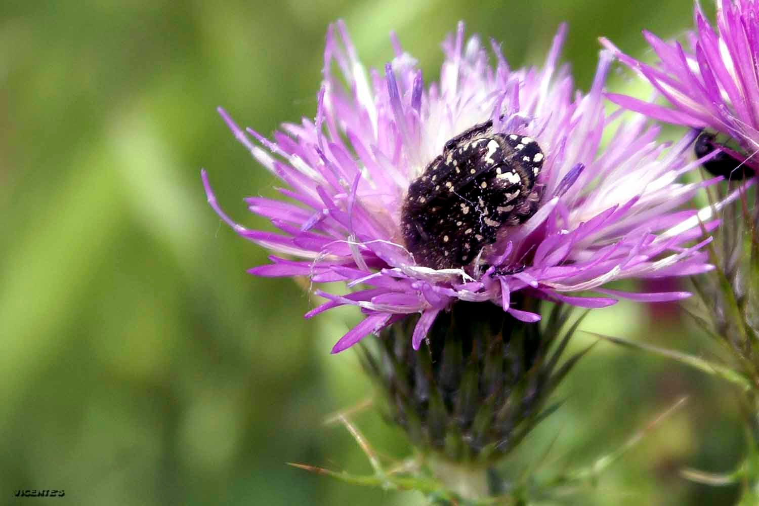Fauna silvestre de Hormaza: Oxythyrea funesta