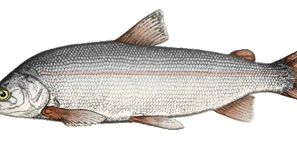 Behind the French Menu: Fera, Corégone, Lavaret or Palée - The Broad ...