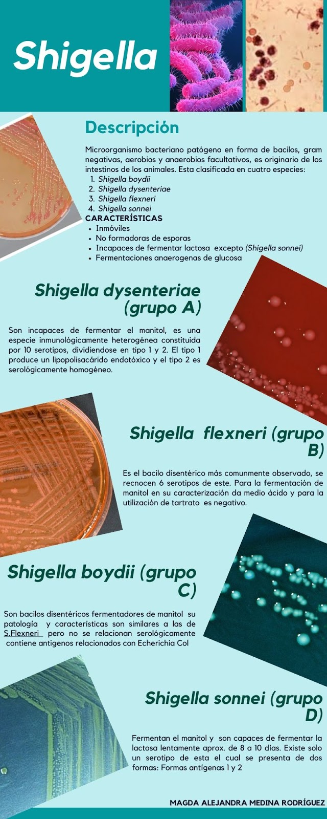 Shigella