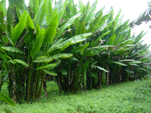 Hola, Sopetrán.: Las musáceas en la salud humana.