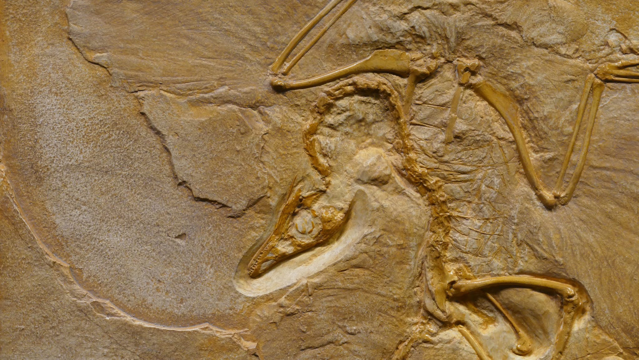 Fossil and Fossilization Processes