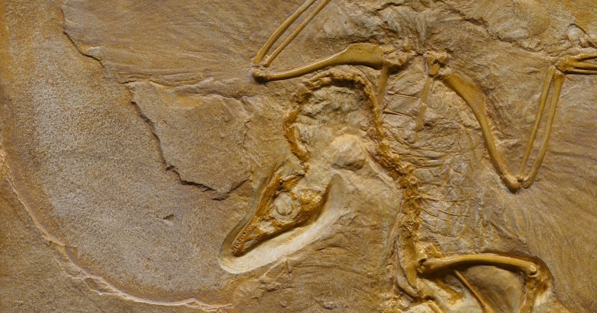 Fossil and Fossilization Processes