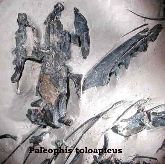 Aquatic Snakes: Ancient Aquatic Snakes from the Middle Eocene of Crimea