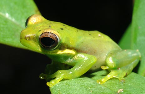 Species New to Science: [Herpetology • 2007] Chiromantis samkosensis ...