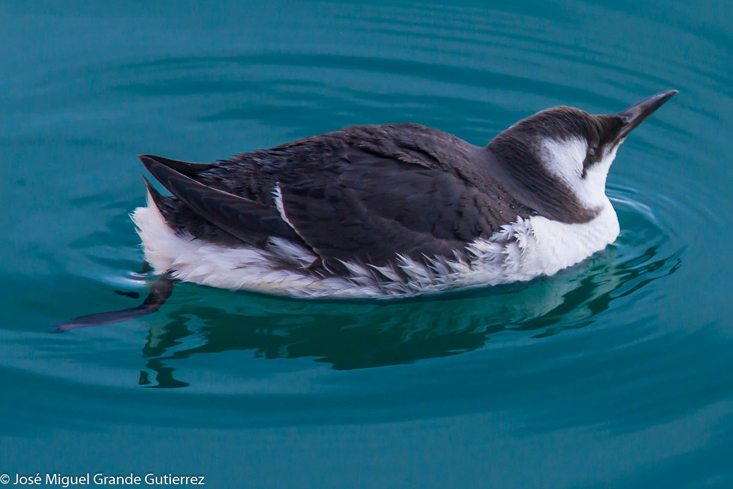 AVECEDARIO2016-UN MUNDO MARAVILLOSO: Arao común (Uria aalge)- Common ...