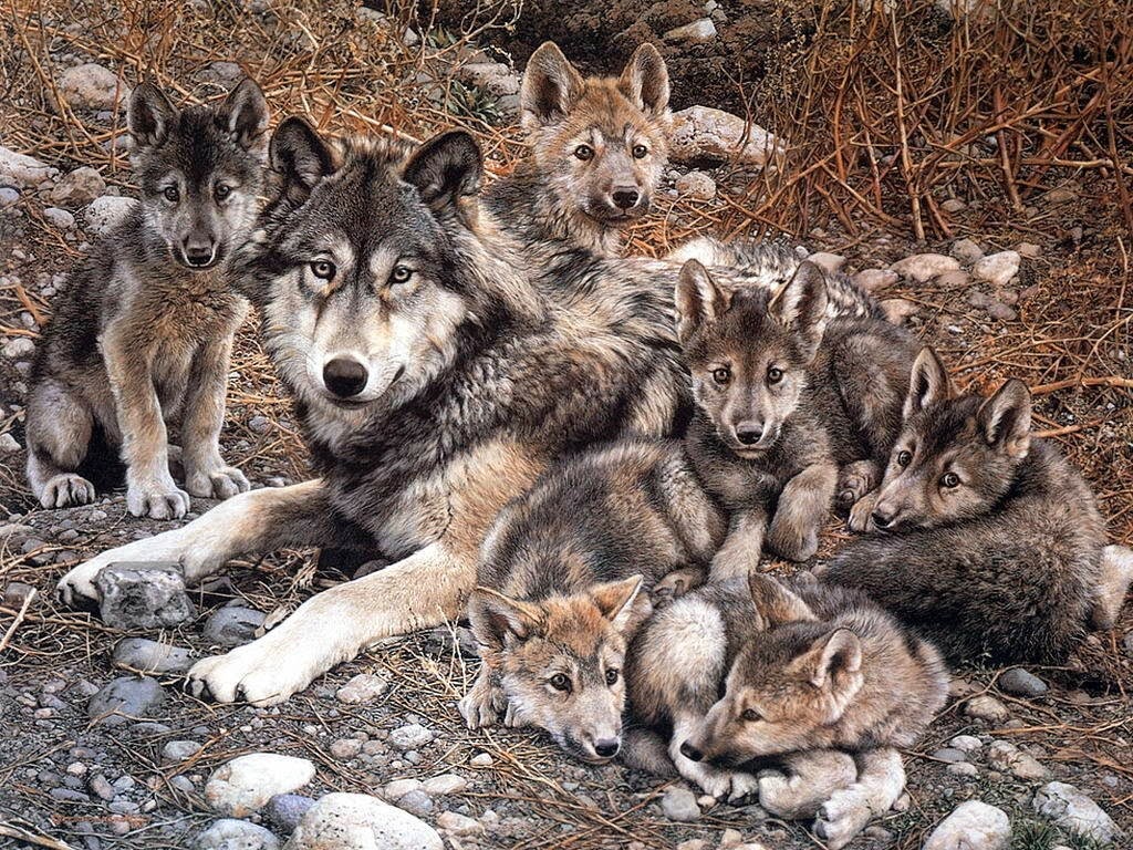 MÁGICA NATURALEZA: LOBOS
