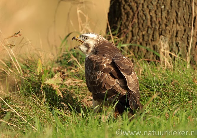 Jonge Buizerd jaagt op prooi