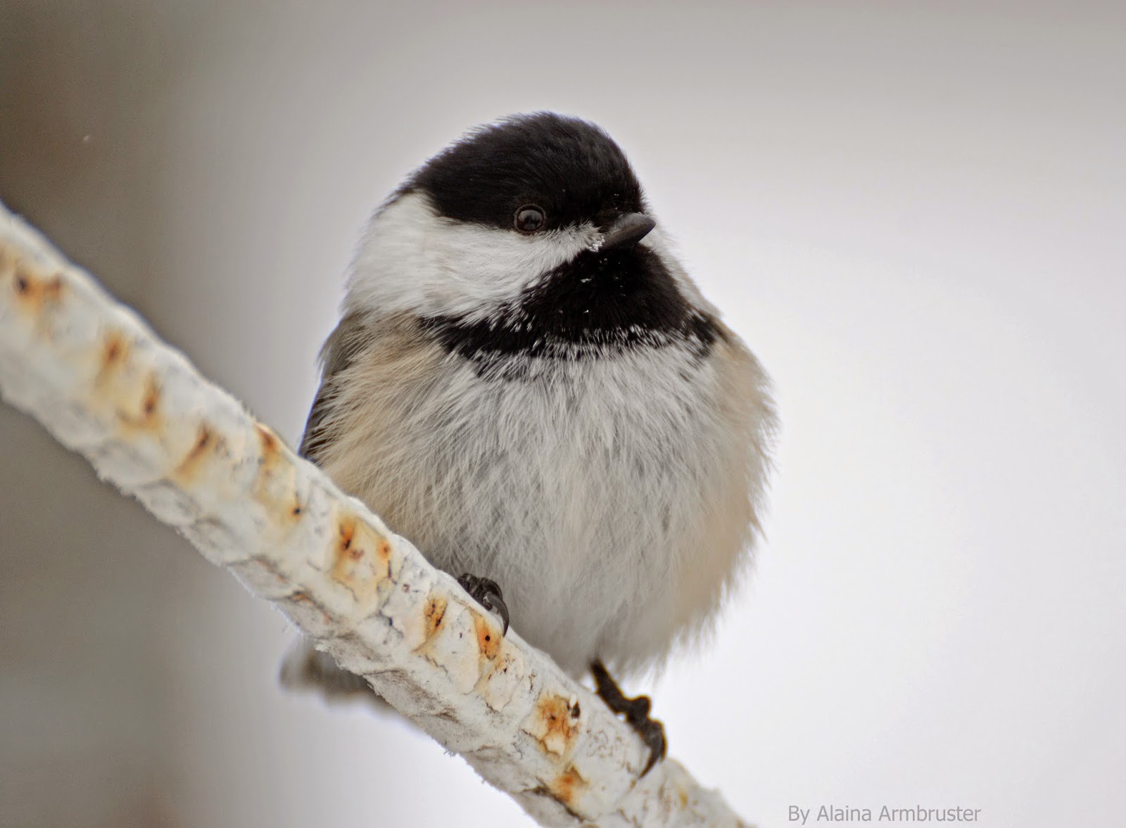 Alainas View - Peckers and Paws Photography: Pretty Birdies