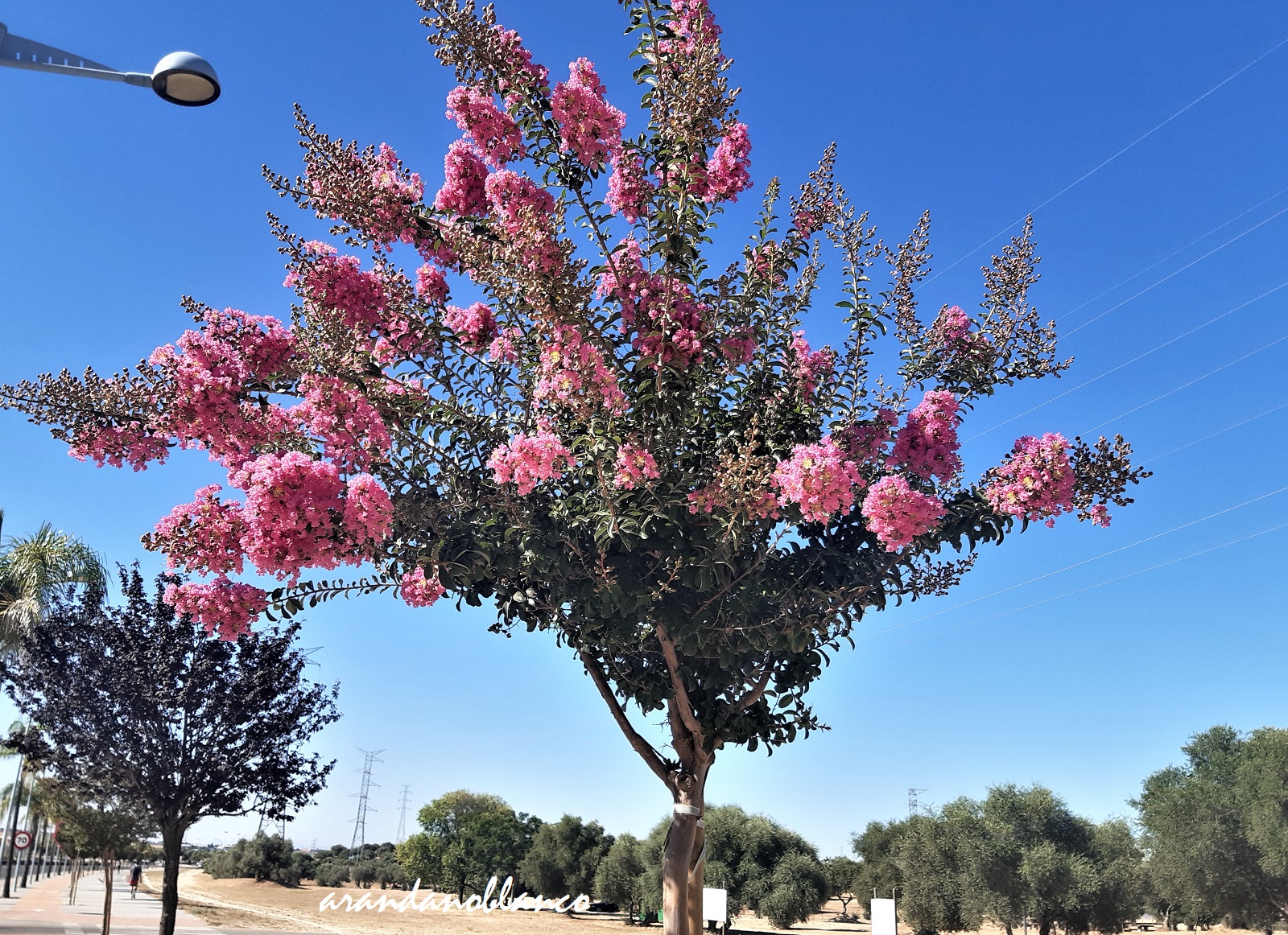 elarbolmiamigo-encinarosa: Árbol de Júpiter / Lagerstroemia indica L ...