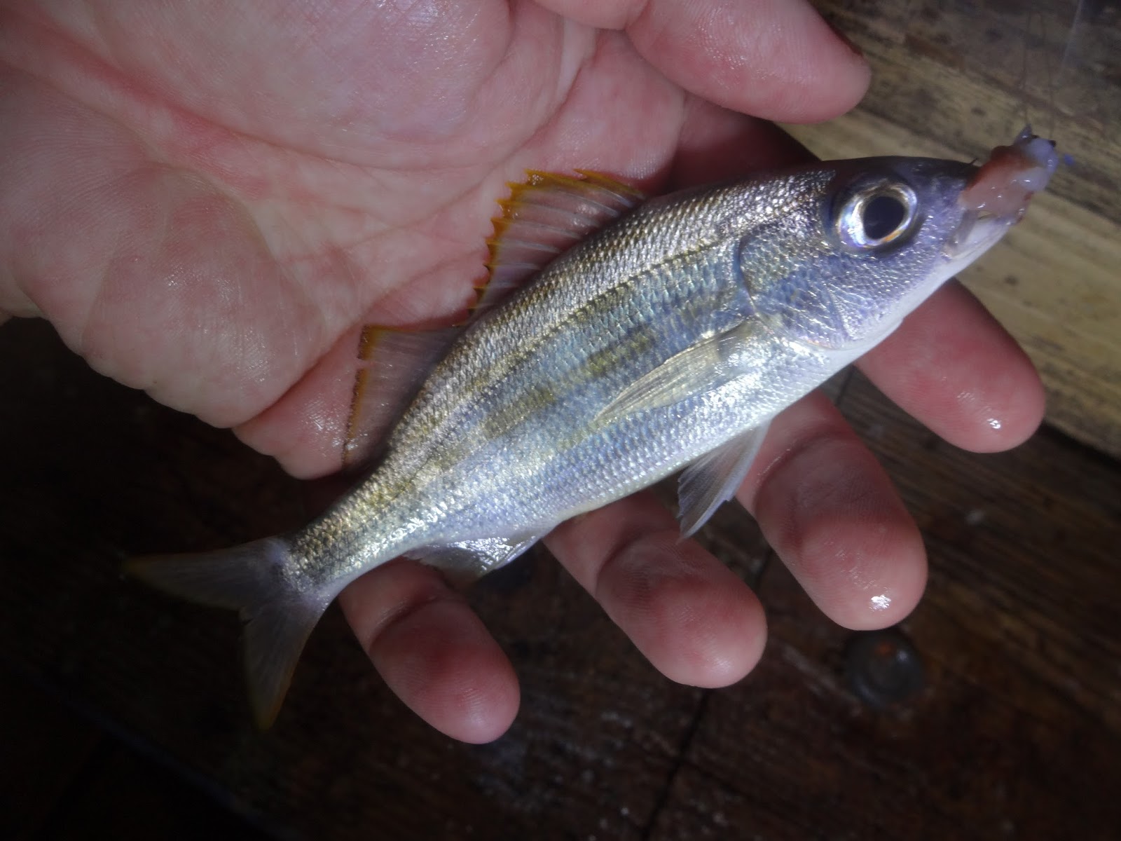 Extreme Philly Fishing: Florida Fishing Under Fresh Gale Conditions (01 ...