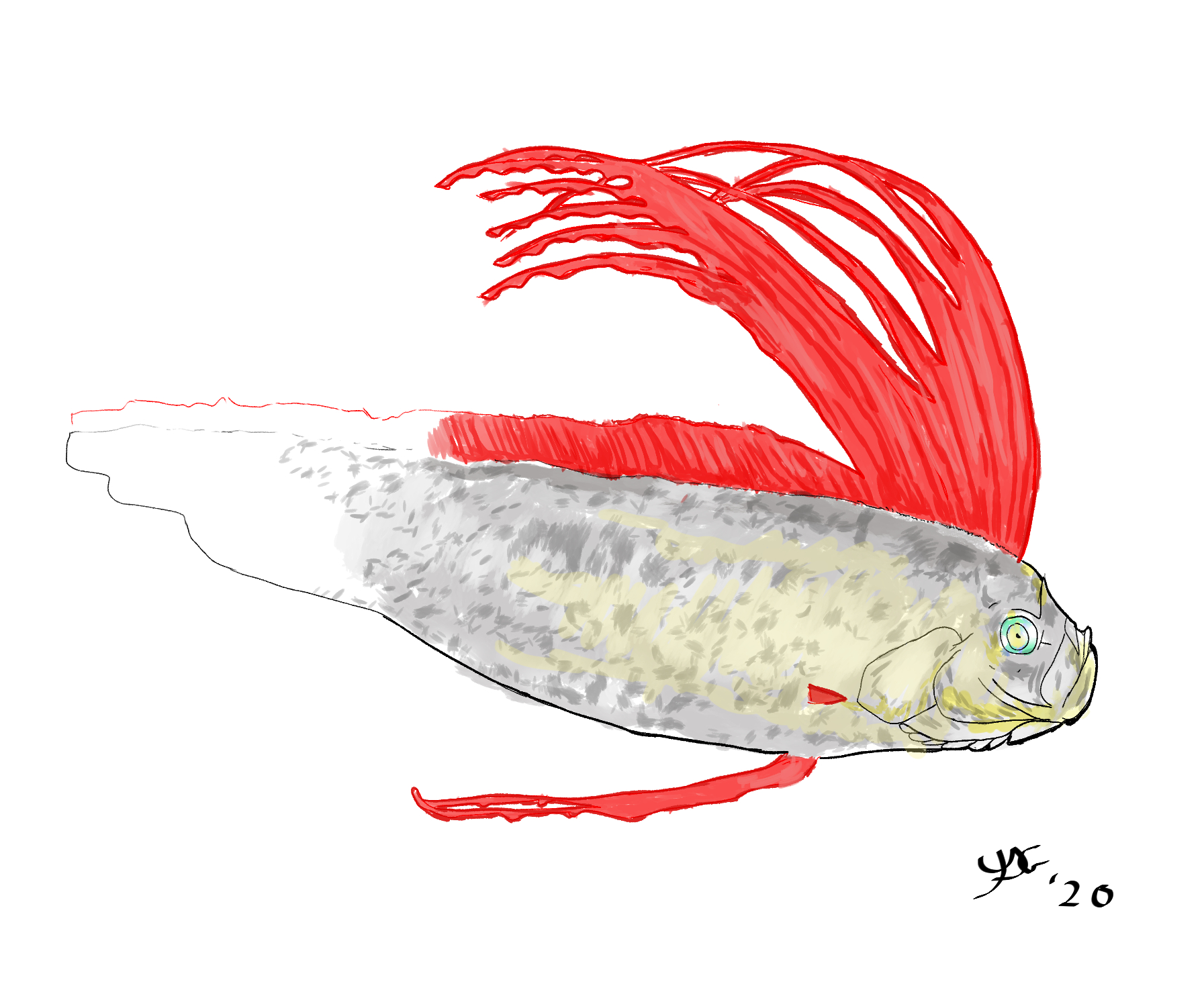 Navegante del Mar de Papel: Ficha de fauna: el pez remo gigante ...