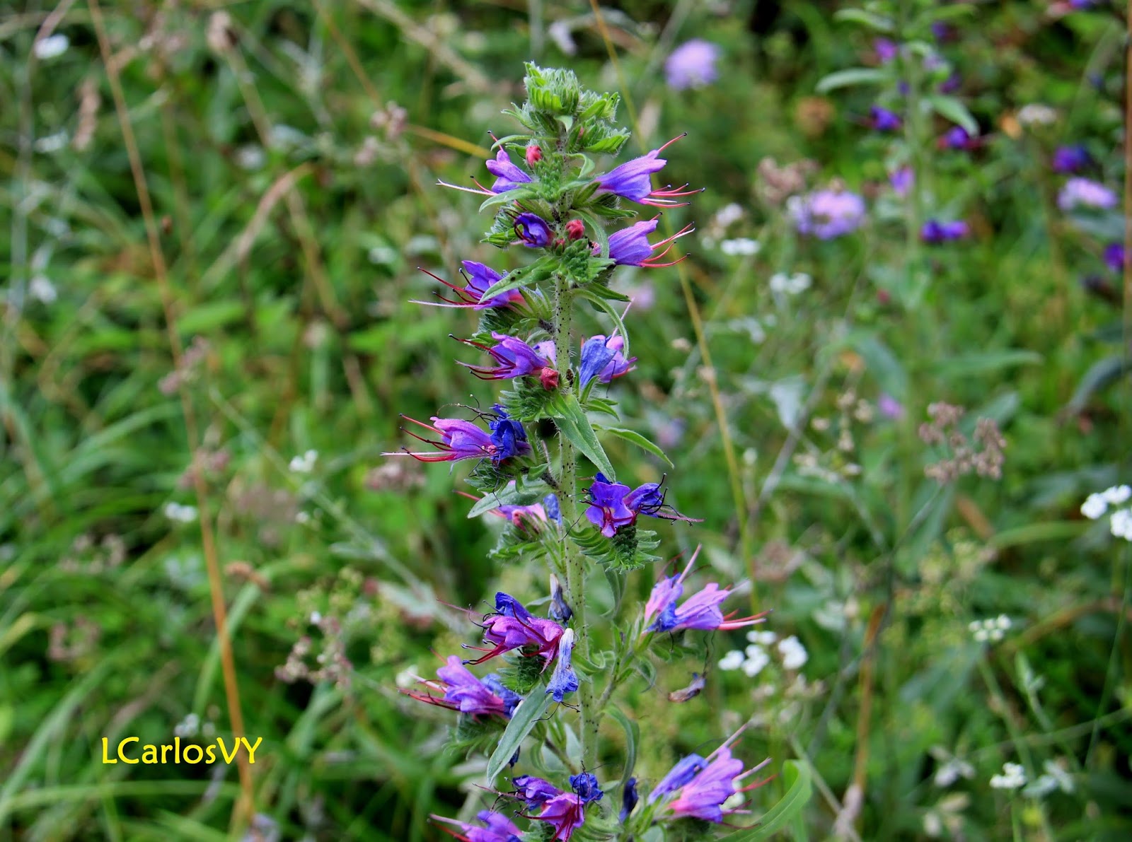 Plantas silvestres de Asturias: Viborera - Echium vulgare