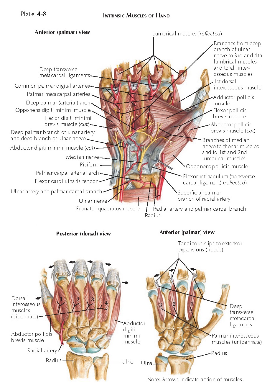 MUSCLES OF THE HAND - pediagenosis