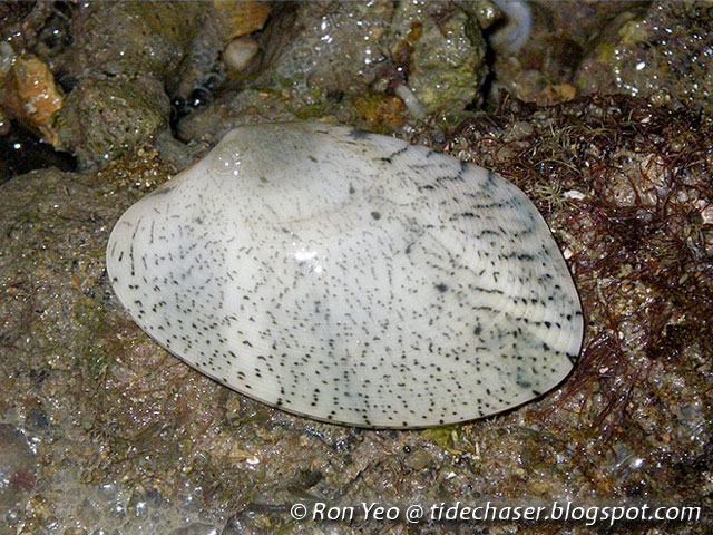 tHE tiDE cHAsER: Heterodont Bivalves (Phylum Mollusca: Subclass ...