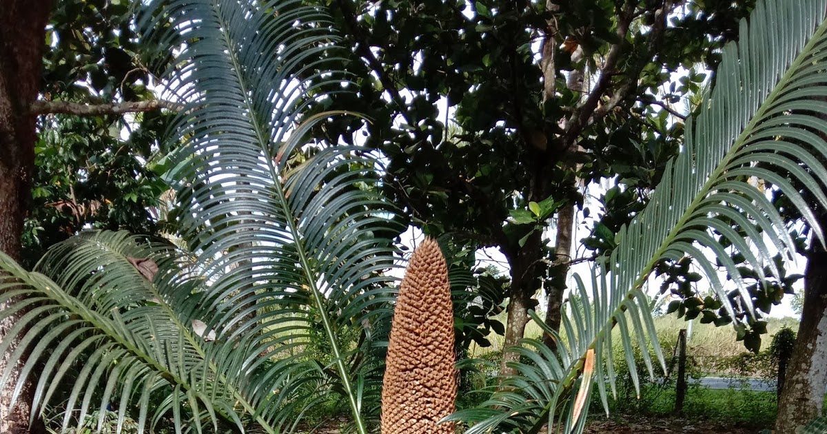 MESSAGES: POKOK PITUGO