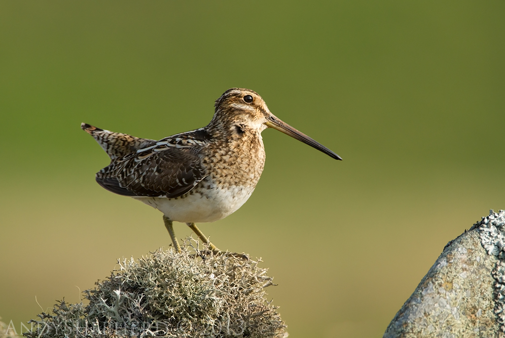Andy Shepherd Wildlife Photography: Common Snipe