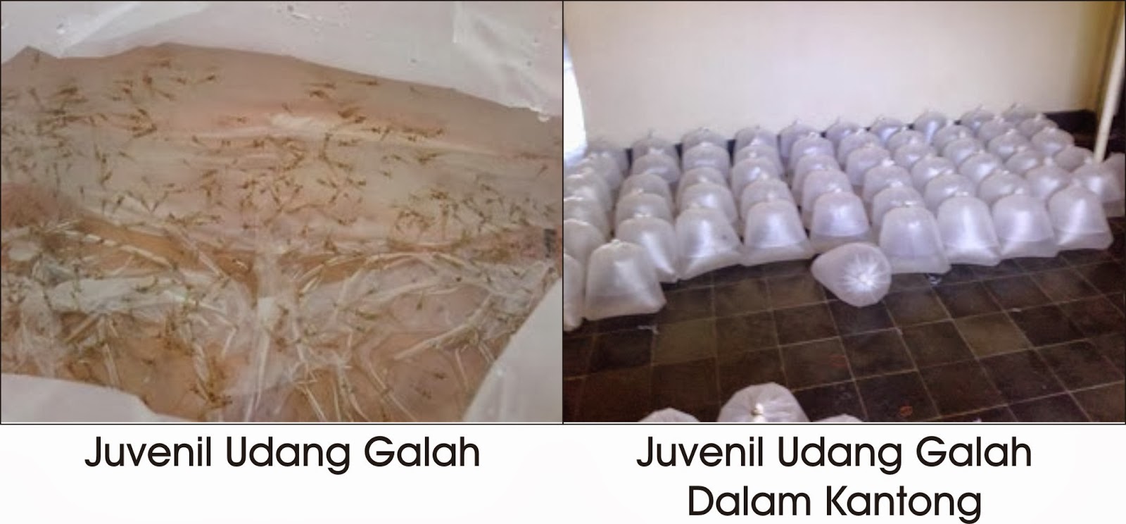Teknik Transportasi Udang Galah Lalaukan