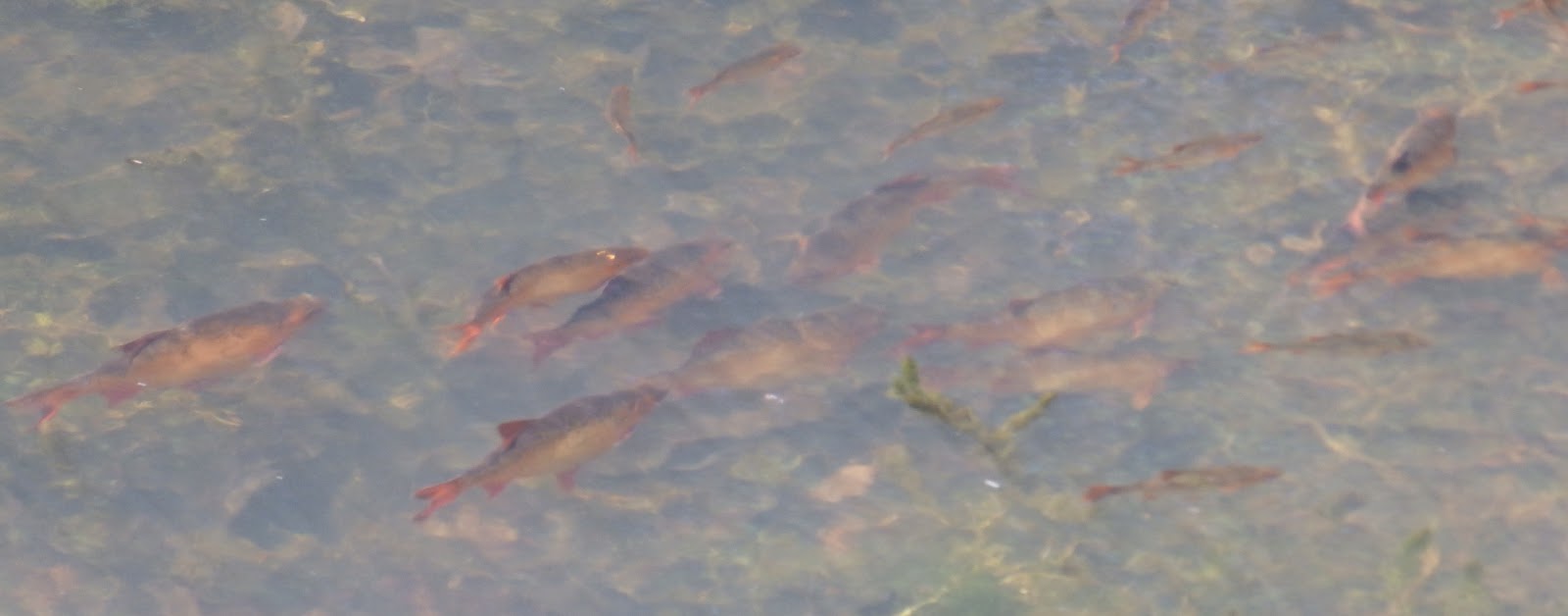 BRITISH WILDLIFE: GOLDEN RUDD IN A SECRET PLACE