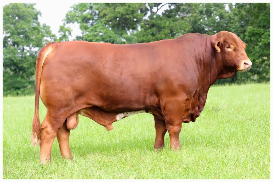 Generalidades de la Ganadería Bovina.: Beefmaster