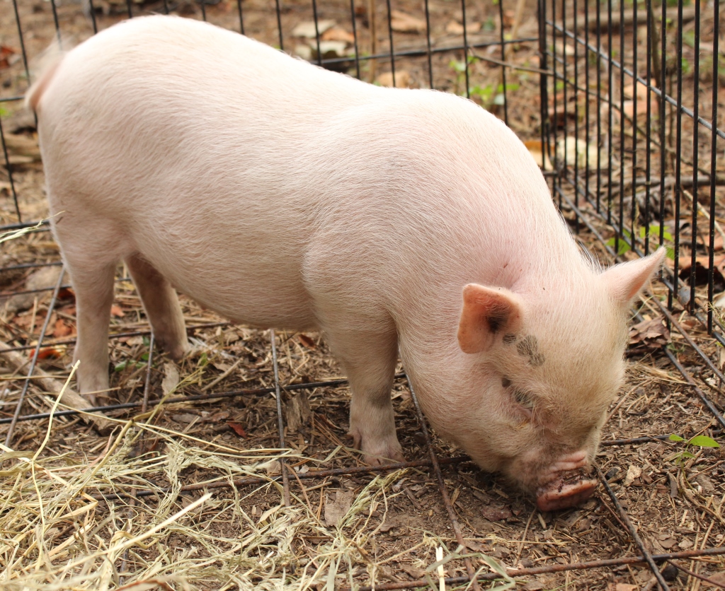 At the Butterfly Ball: Pickles the pig