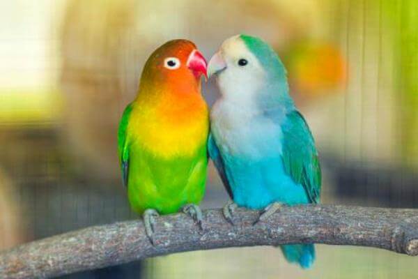 Criadero Kimbi: Los Agapornis, Datos y Cuidados de los "Inseparables"