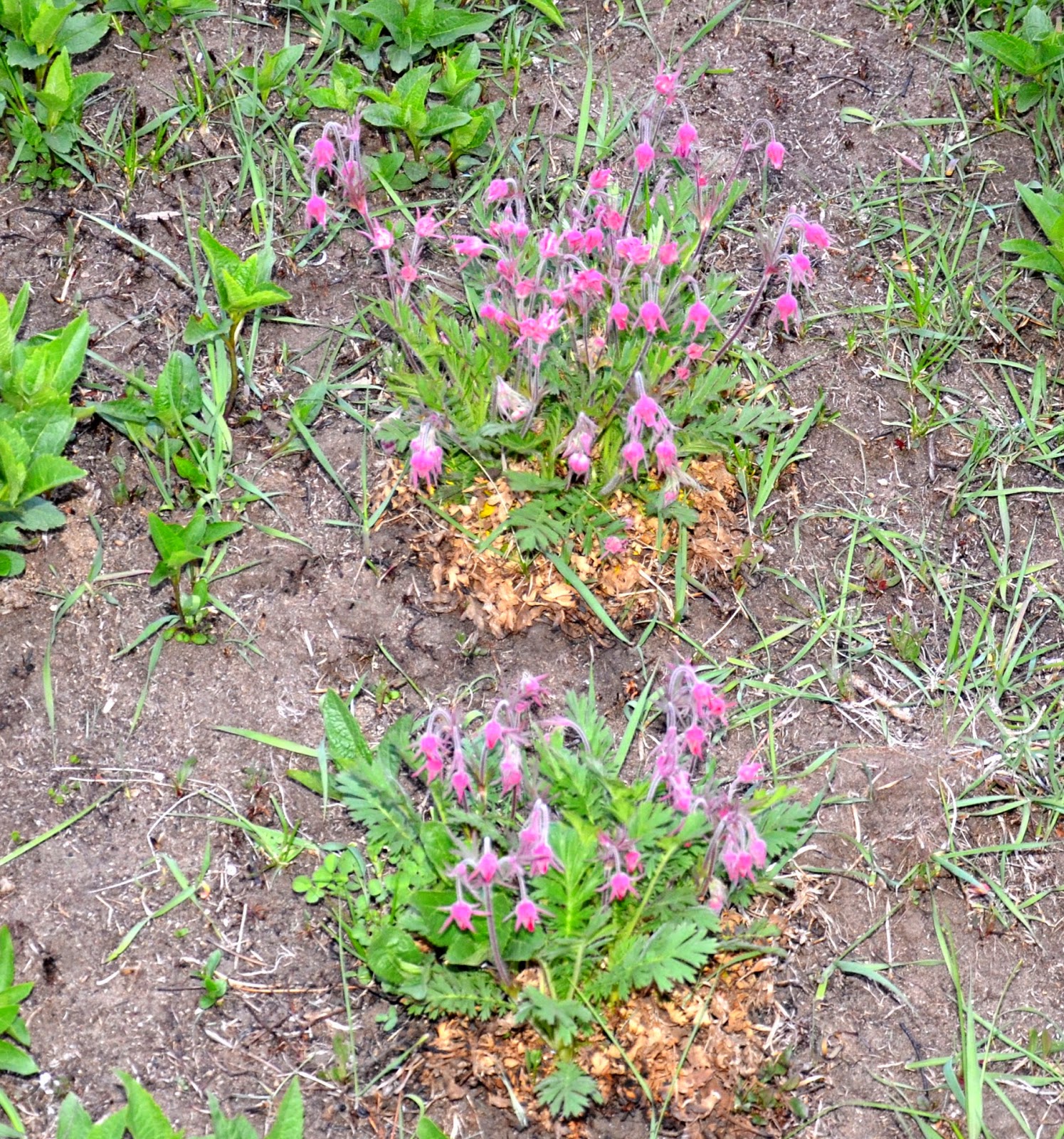 Palemaleirregulars: Why Is THAT Called Prairie Smoke?