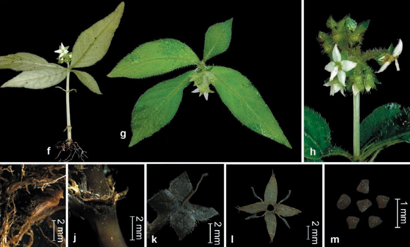 Species New to Science: [Botany • 2021] Argostemma quarantena ...