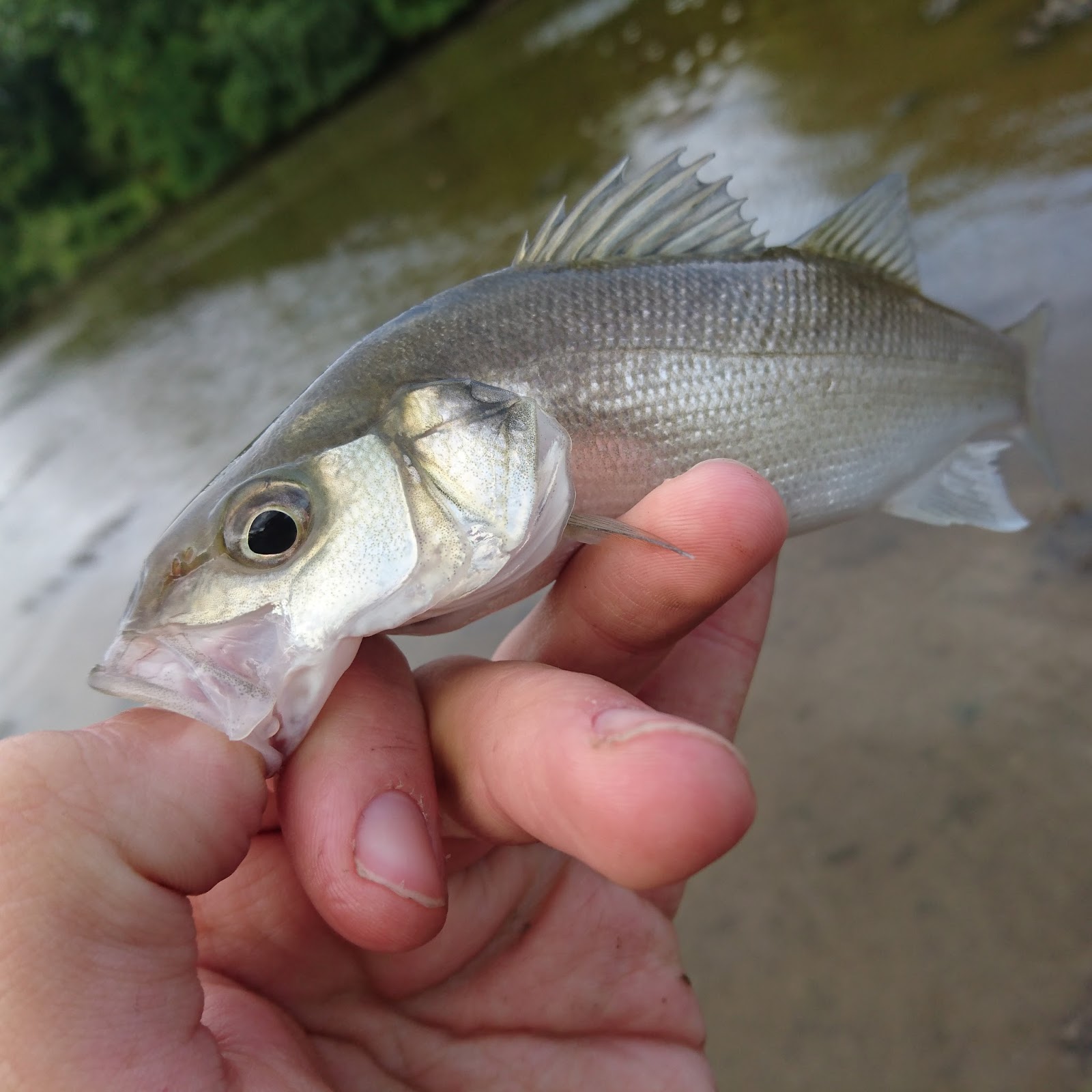 Ben Bassett - Fishing: Return Of The Mac