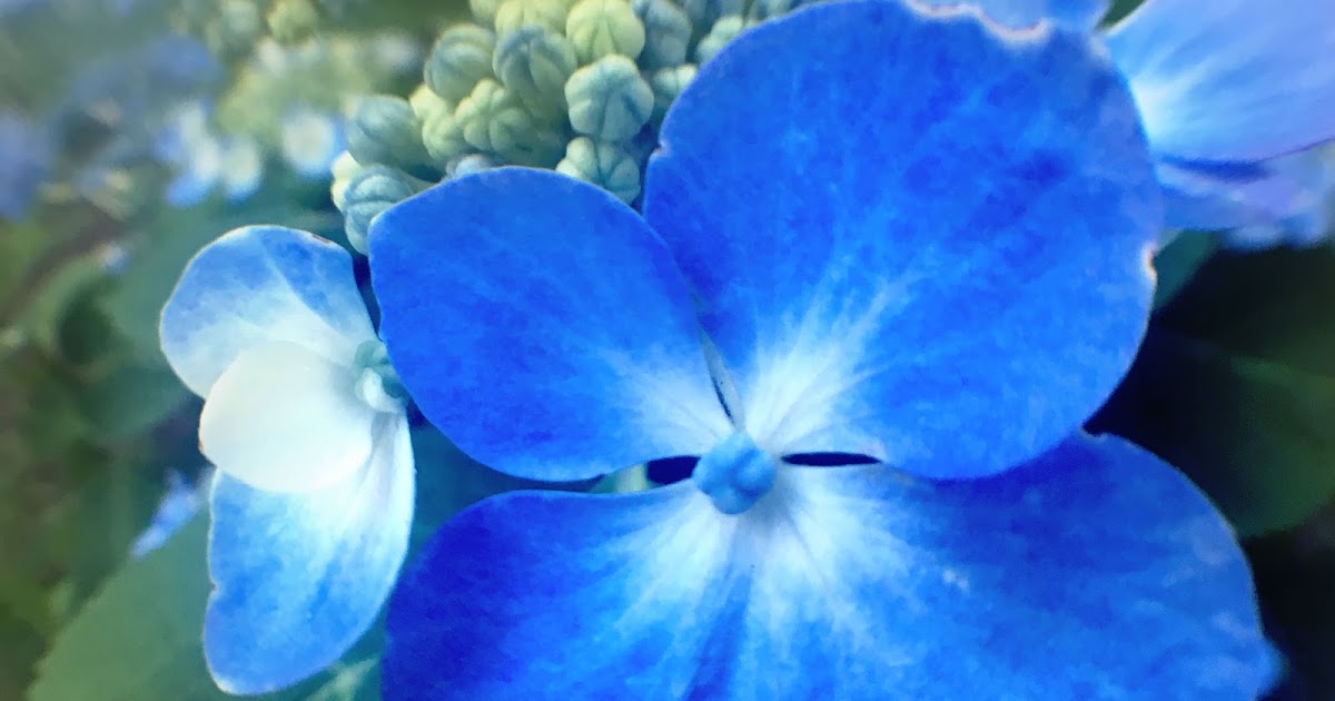 Digital Photography, Mod 5, 2017: Macro assignment