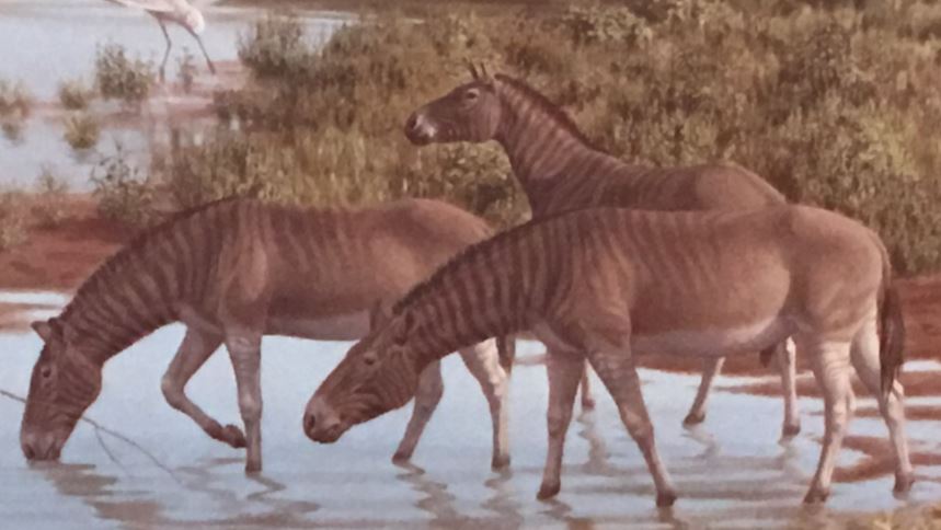 Robin's Great Coloring Pages: Hagerman Horse