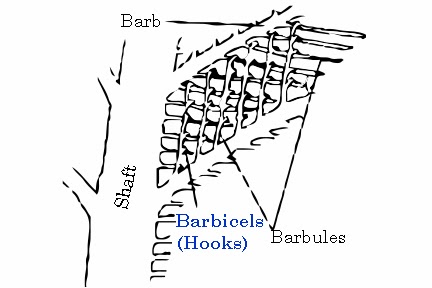 The Sublime Silkie Chicken