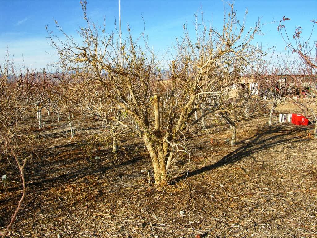 Xtremehorticulture of the Desert: Pomegranate: Tree or Bush?