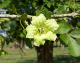 CUAJILOTE ~ Nativa Maya