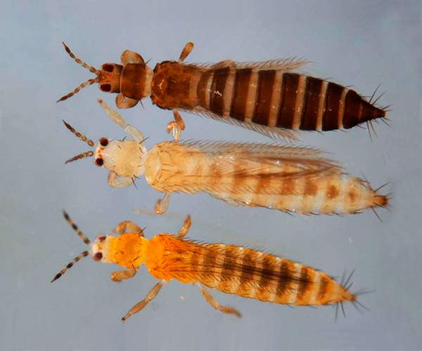 ORDENES DE LOS INSECTOS