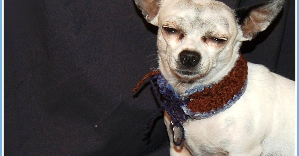 Posh Pooch Designs Dog Clothes Dog Bootie Pattern For Those Little Paws posh-pooch-designs-dog-clothes-dog-bootie-pattern-for-those-little-paws