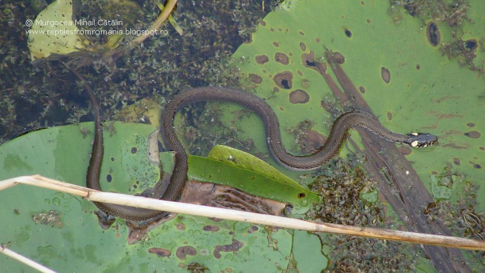 Reptiles from Romania: Natrix natrix
