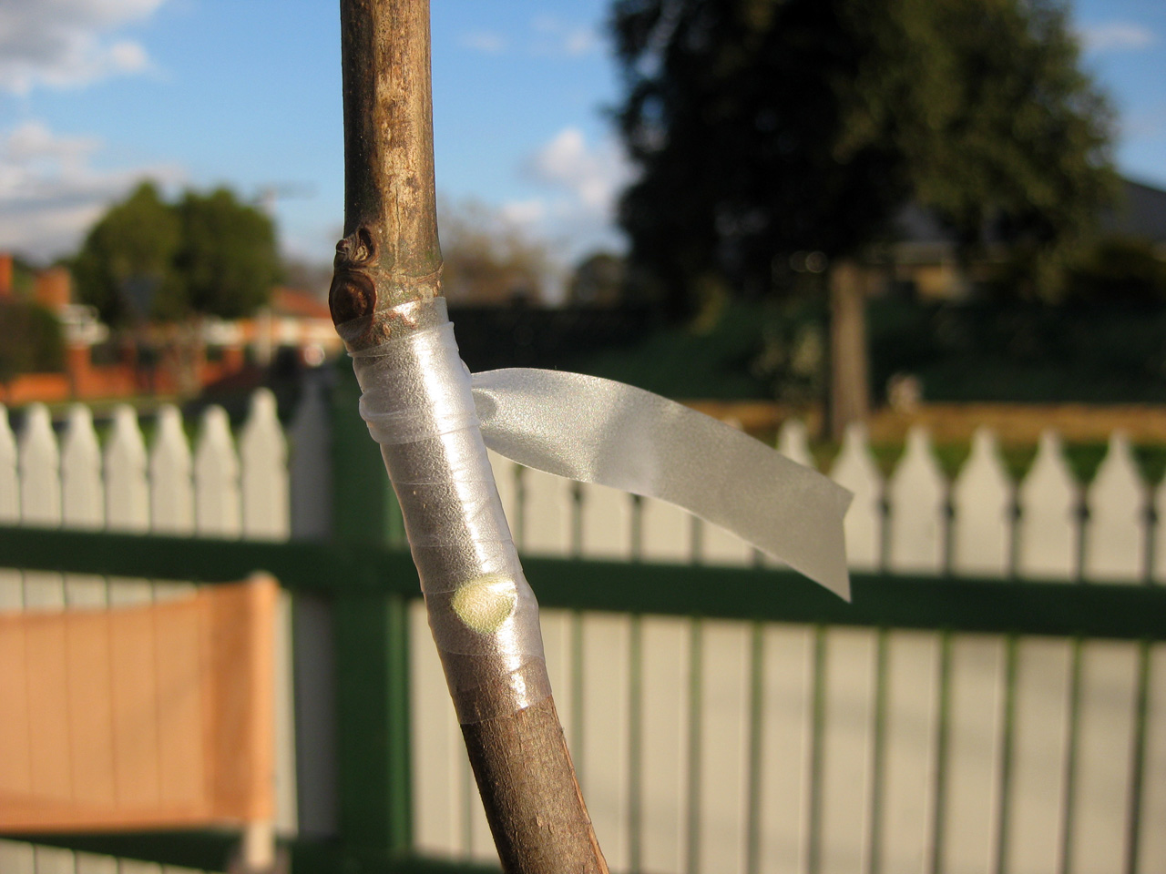 The Night Gardener: Spring Fig Grafting