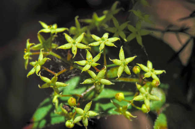 Desde Alájar: Raspalenguas