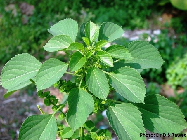 DOSAGE OF THE USE OF HERBAL MEDICINES: Acalypa indica L. (Anting-anting)