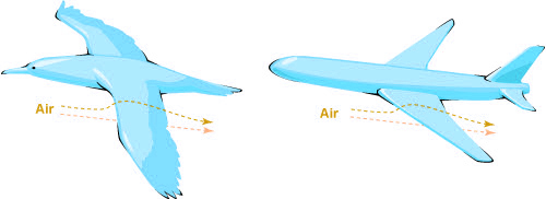Aerospace and Engineering: Bird vs Plane