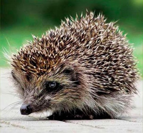 Lanka Gossip: ඉත්තෑවා පුද්ගලයෙකුගේ රහස් පෙදසට විදී