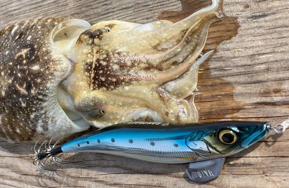 Pesca aos chocos - A próxima temporada prepara-se agora!